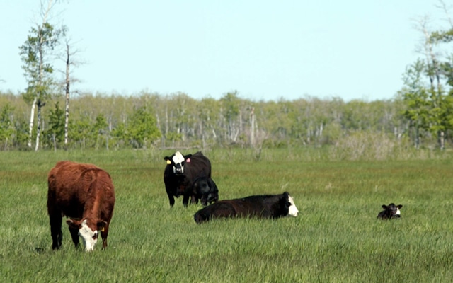 sustainability - Canadian Beef | Canada Beef
