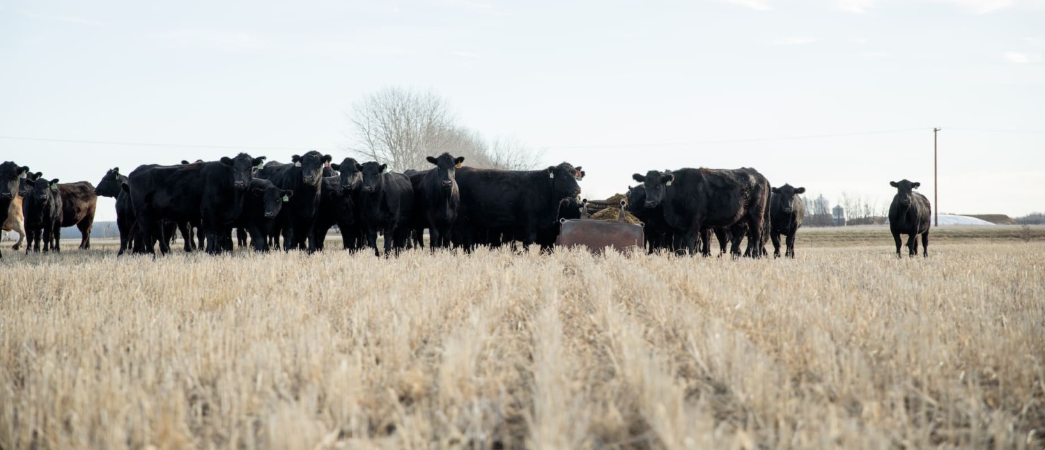 Why Canadian Beef? - Canadian Beef | Canada Beef