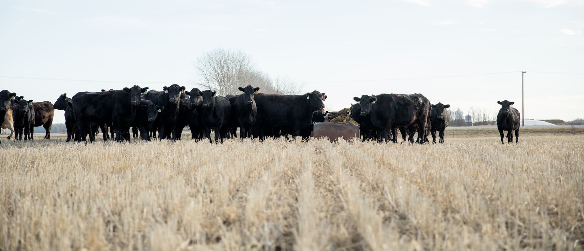 Discover - Canadian Beef | Canada Beef