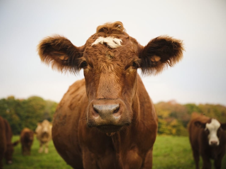 Facts and Resources - Canadian Beef | Canada Beef